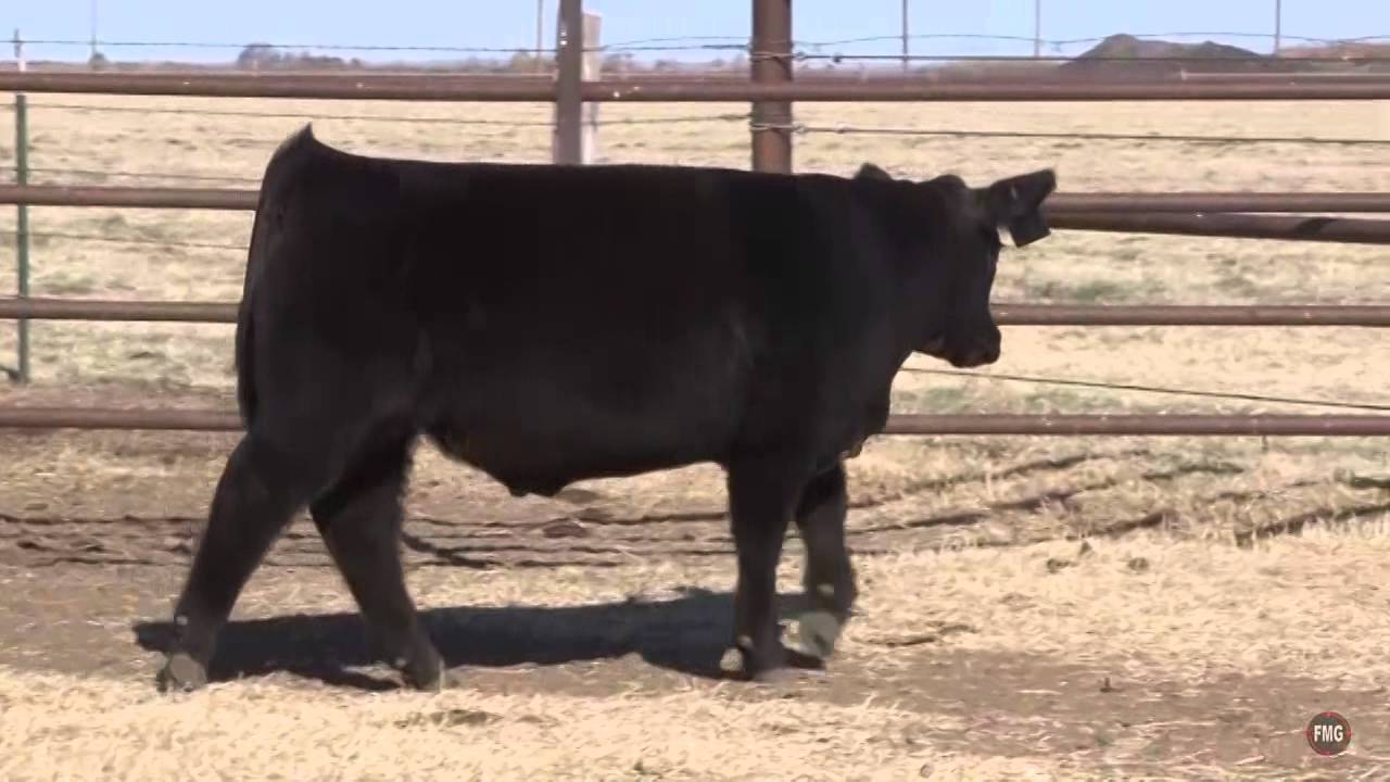 Brian Martin Show Cattle Tag 93 - YouTube