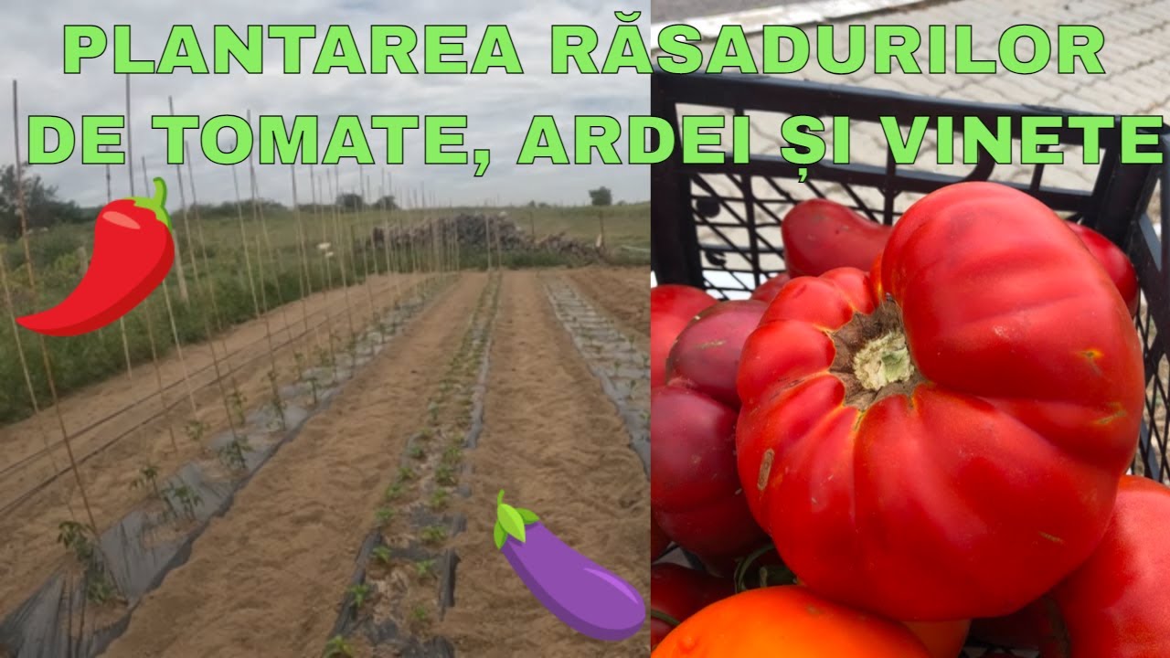 Tehnologia plantării tomatelor, vinetelor și ardeiului - YouTube
