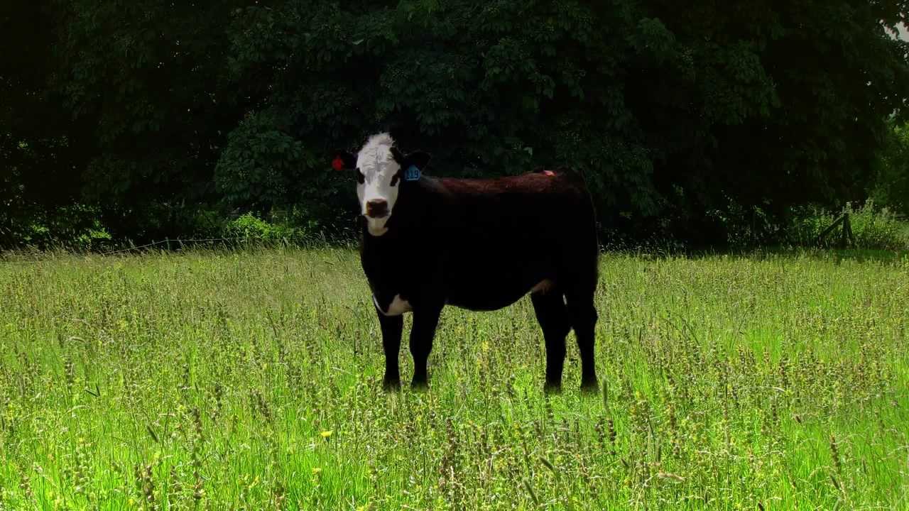 Exploding Cow - YouTube