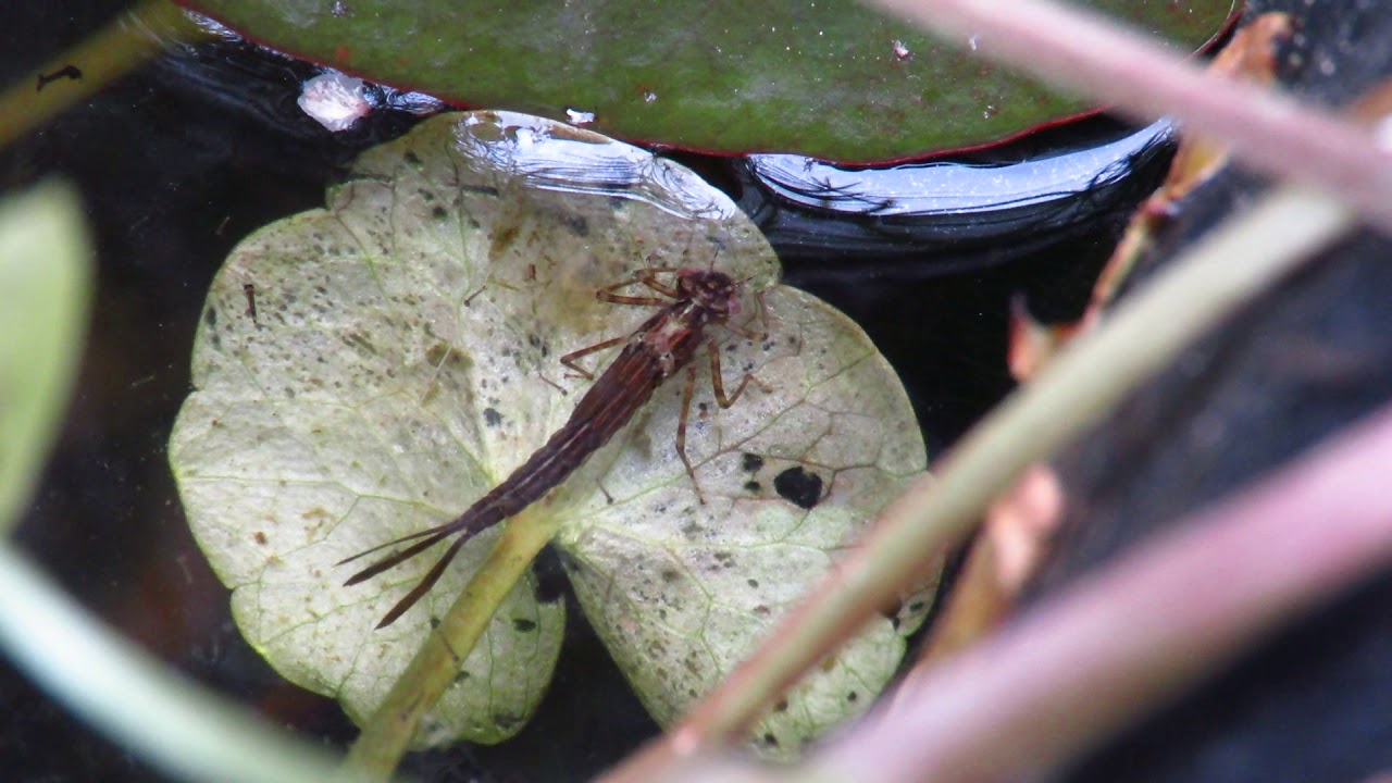 Azure Damselfly larvae - YouTube