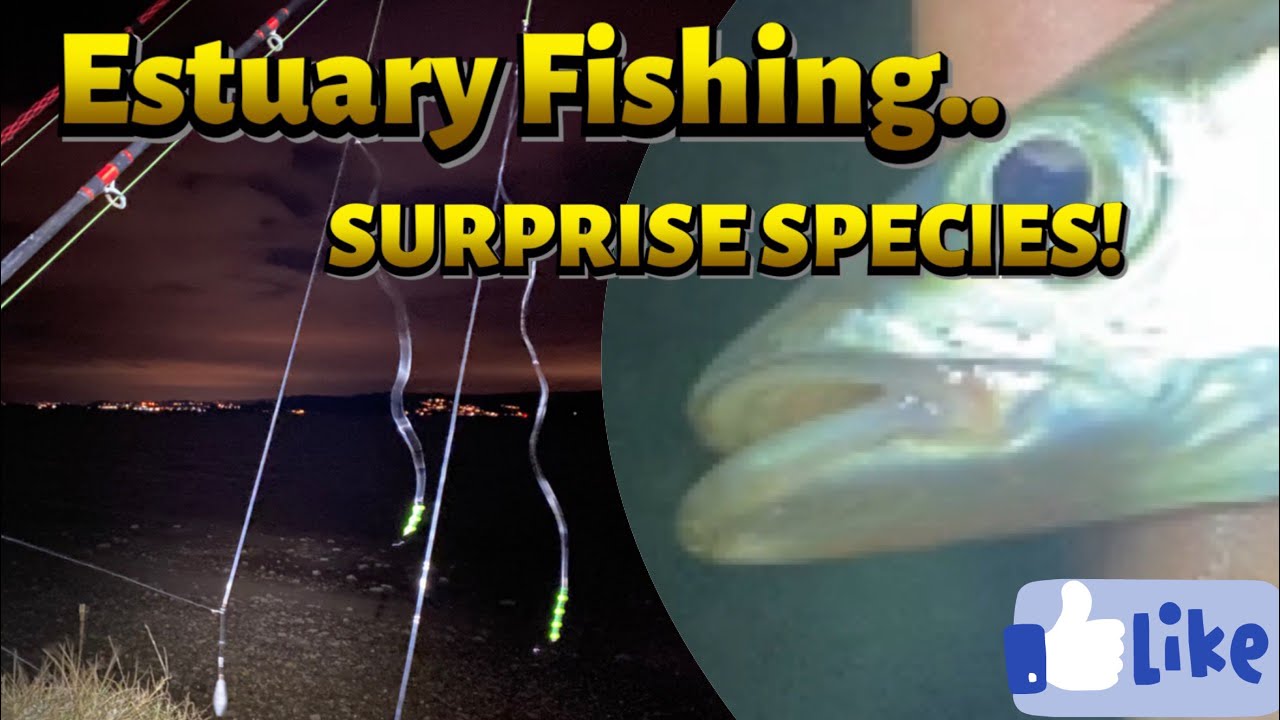 Estuary Fishing for FLOUNDER and BASS.. Sea Fishing Devon Coast.. UK ...