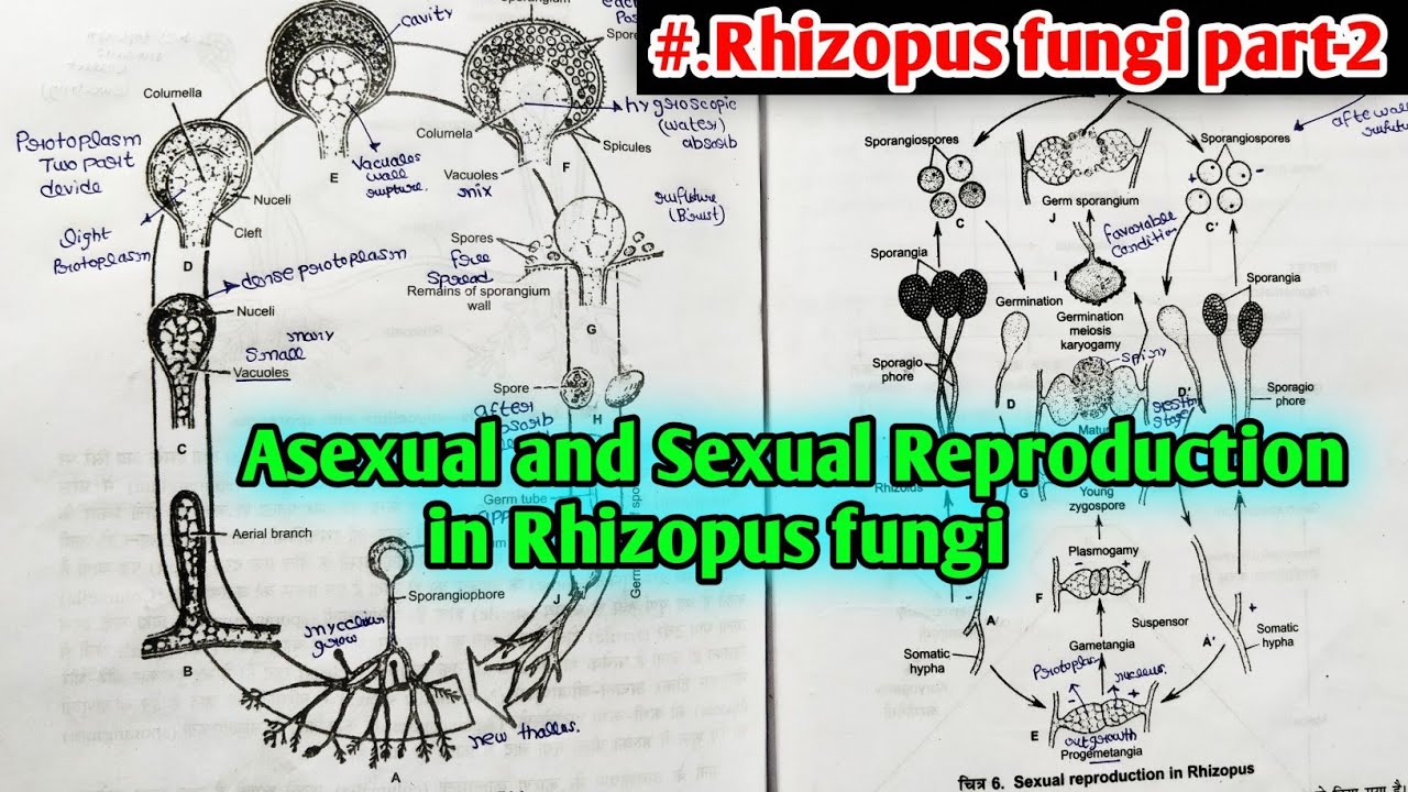 What Type Of Asexual Reproduction In Rhizopus At Peggy Bradley Blog