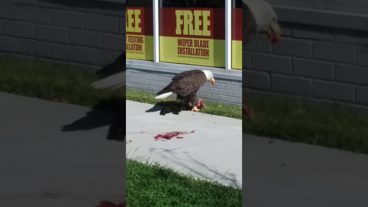 Bald eagle eating cat on the corner of East 26th and Granby Street in ...