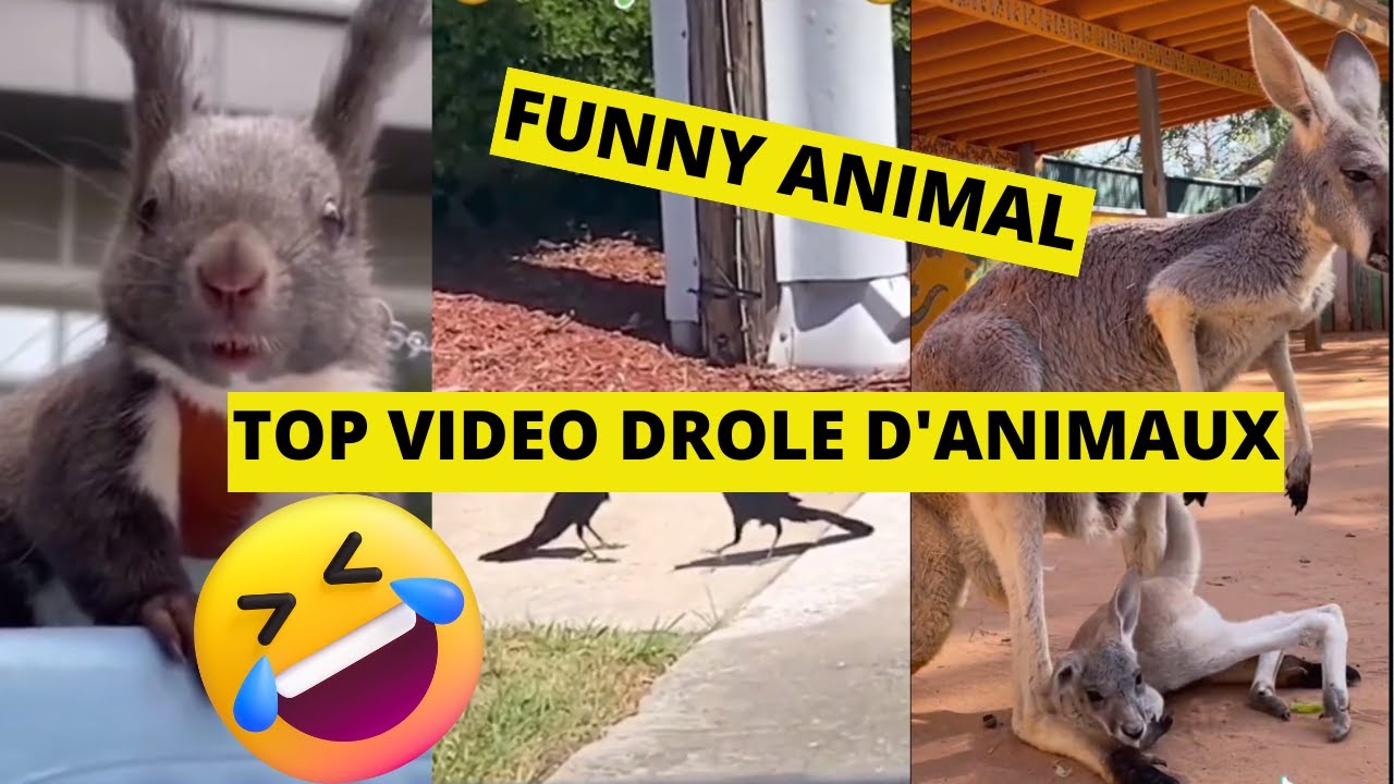 les meilleurs vidéos les plus drole d'animaux pour vous distraire best ...