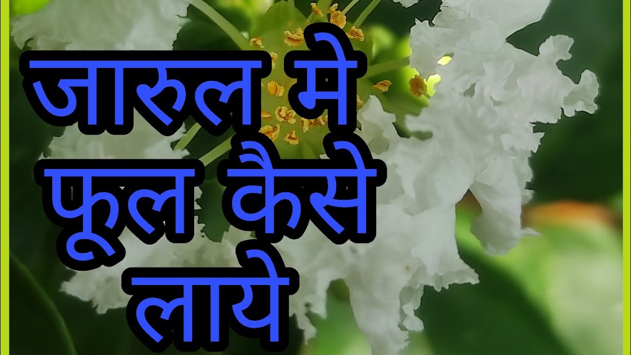 How to grow care and prun jarul plant with cutting || संपूर्ण जानकारी ...