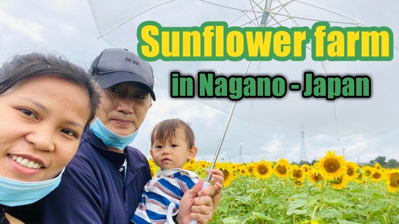 Sunflower farm in Matsumoto Japan - YouTube