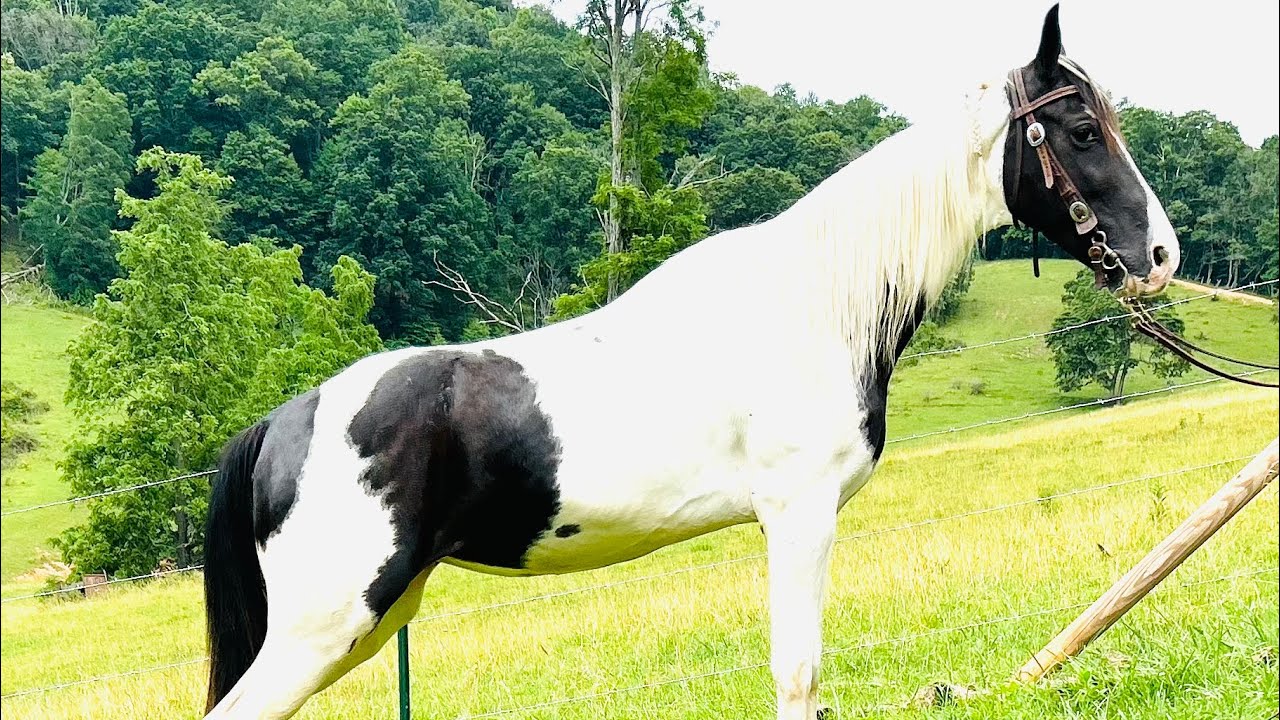 Beginner Gaited Mare - YouTube