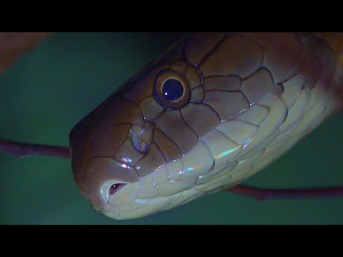Gold King Cobra In Singapore: Singapore Nature 2020 - YouTube