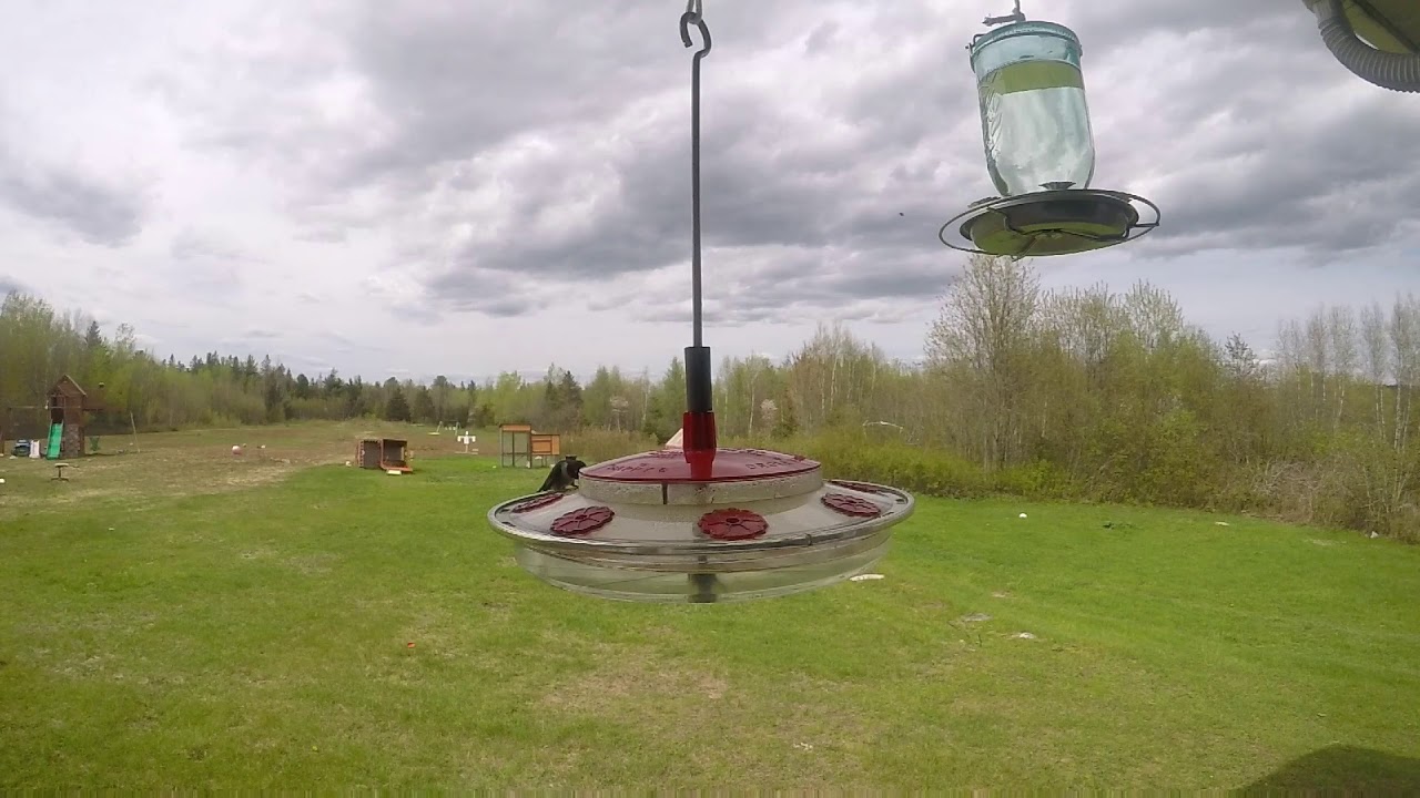 Hummingbird at my window. - YouTube