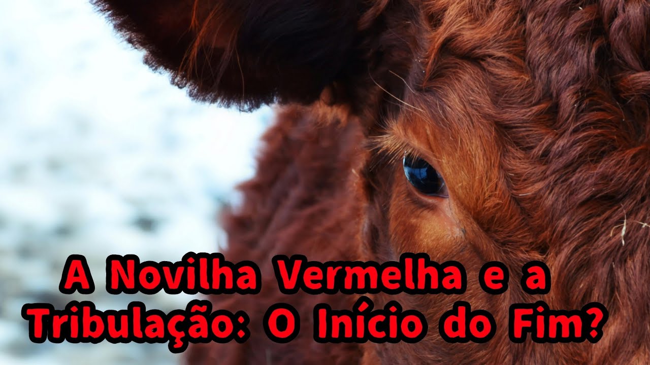 A Profecia da Novilha Vermelha, os sete anos de Tribulação e um Sinal ...
