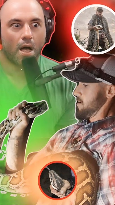 Joe Rogan Meets the Python Cowboy: Invasive Species, Wildlife ...