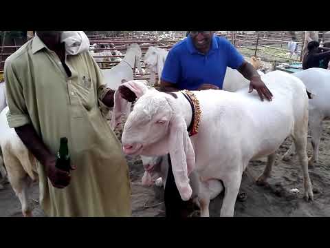 Heavy weight bakra in lahore mandi 2018 demand 5 lakh / shah pur kanjra ...