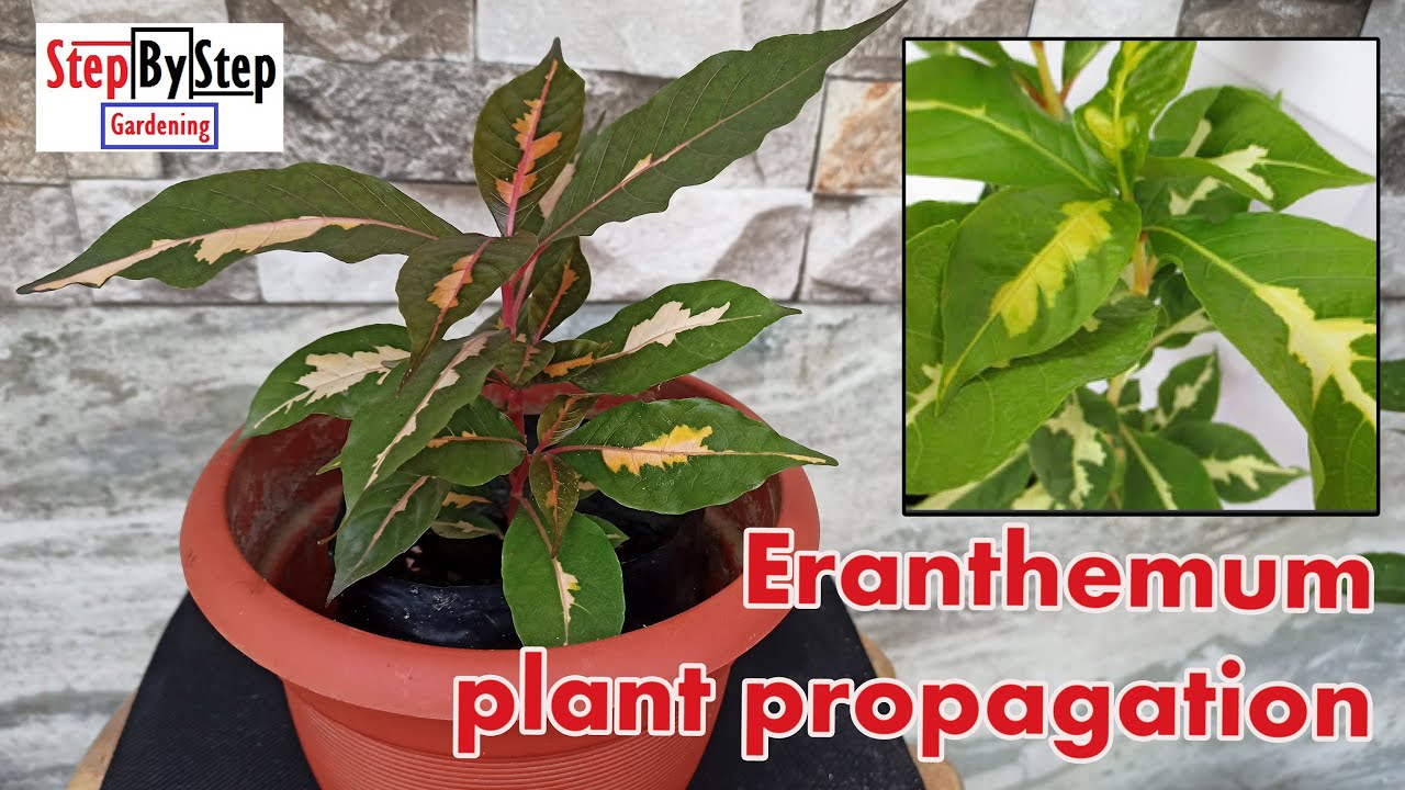 How to grow Eranthemum plant from cutting//Eranthemum plant propagation ...