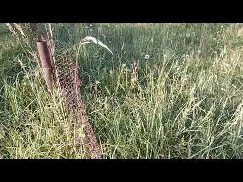 Покосим по росе!Как в беларуской деревеньке на самой границе косят ...