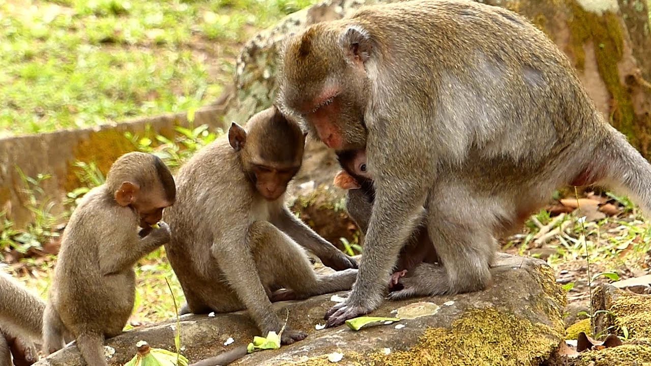 Updating family monkey of Jane, Jazzy and tinny baby Jonna monkey - YouTube