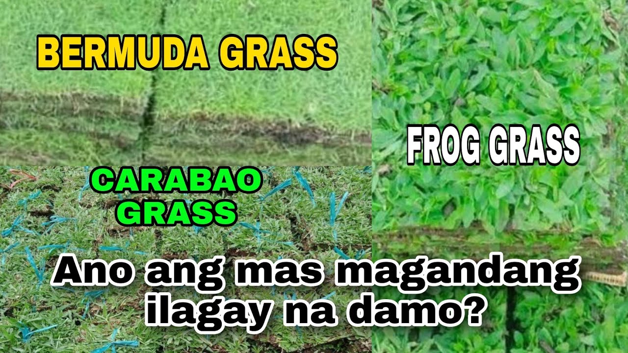 Anong Damo Ang Mas Maganda Ilagay Frog Grass Carabao Grass Bermuda Grass Youtube
