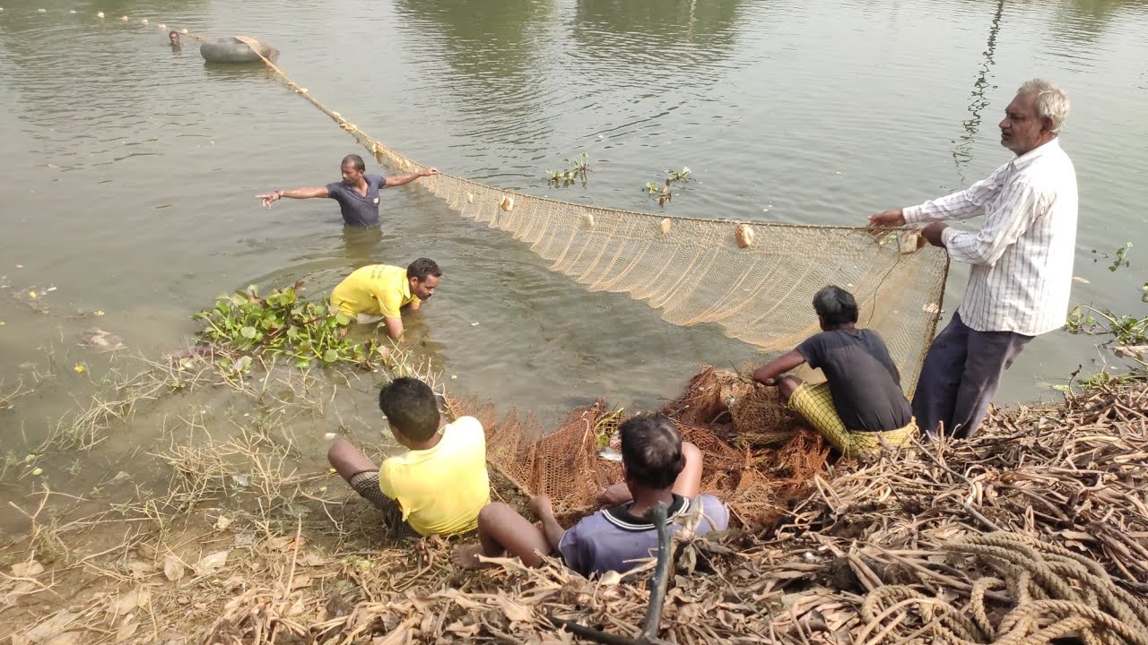 fisherman/fishing net/Village people catching fish by net/fish hunting ...