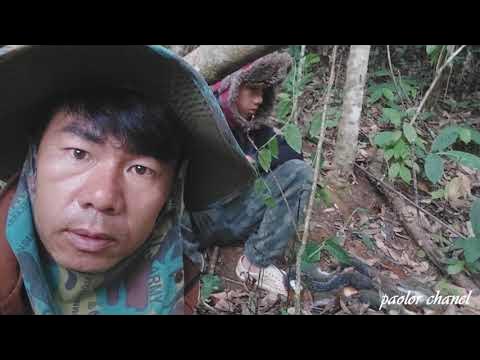 hunting tua nas noj pob kws daim 01 - YouTube