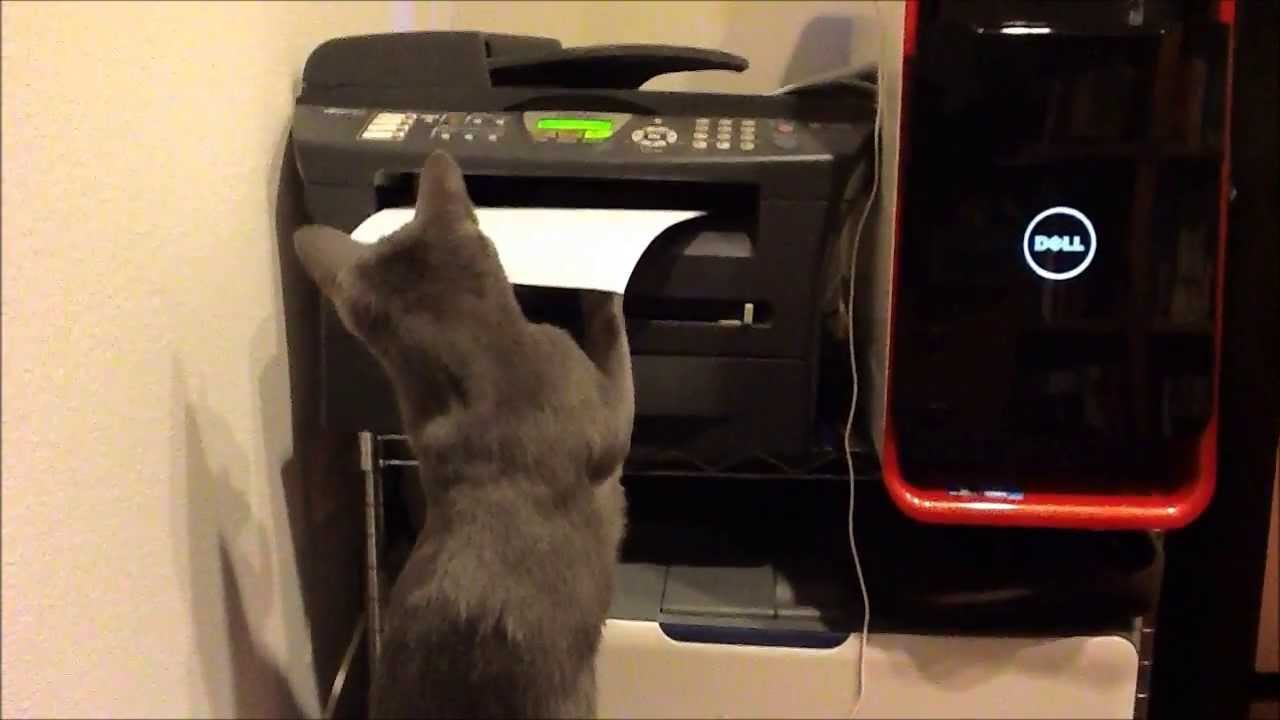 猫とプリンター(cat_vs_printer) - YouTube