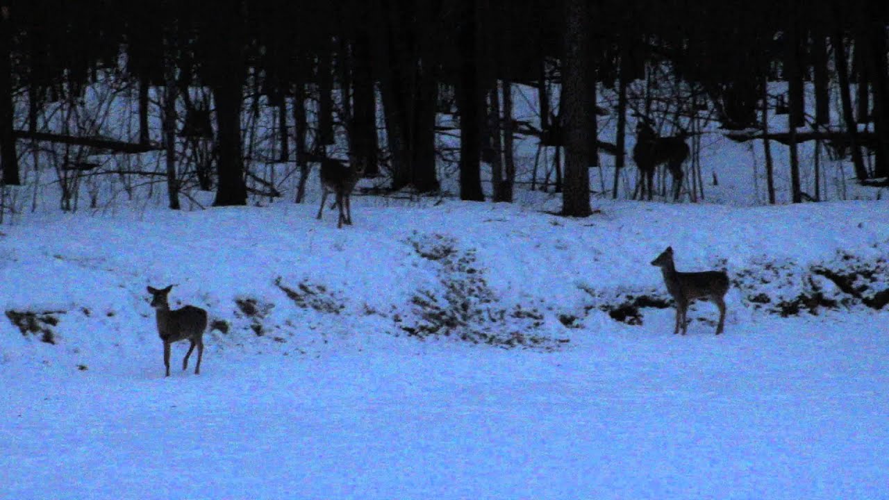 Deer Frolicking - YouTube