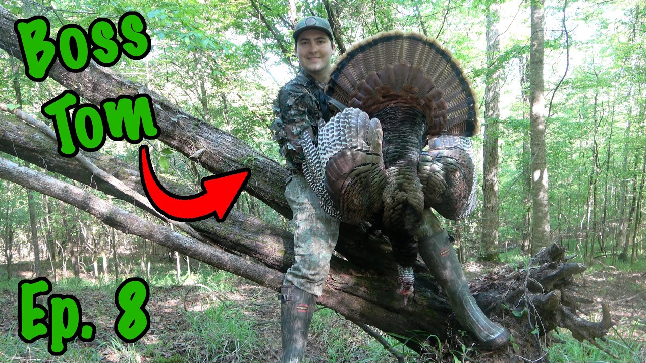 Hunting a BOSS TOM with Hens on a Mississippi Ridgetop - Classic ...