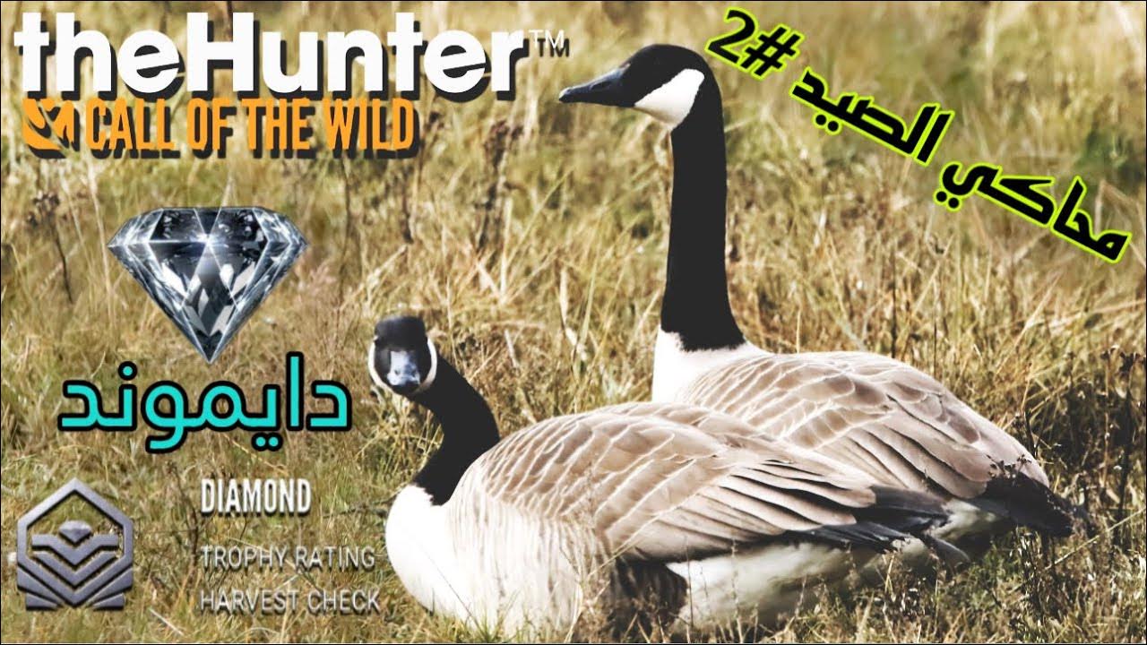 محاكي الصيد 2 احتراف صيد الوز 🦢 The Hunter Call Of The Wild Goose Hunting Youtube