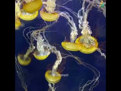 Abdulloh domla- Alloh hammasini ko'rib turibdi 2022