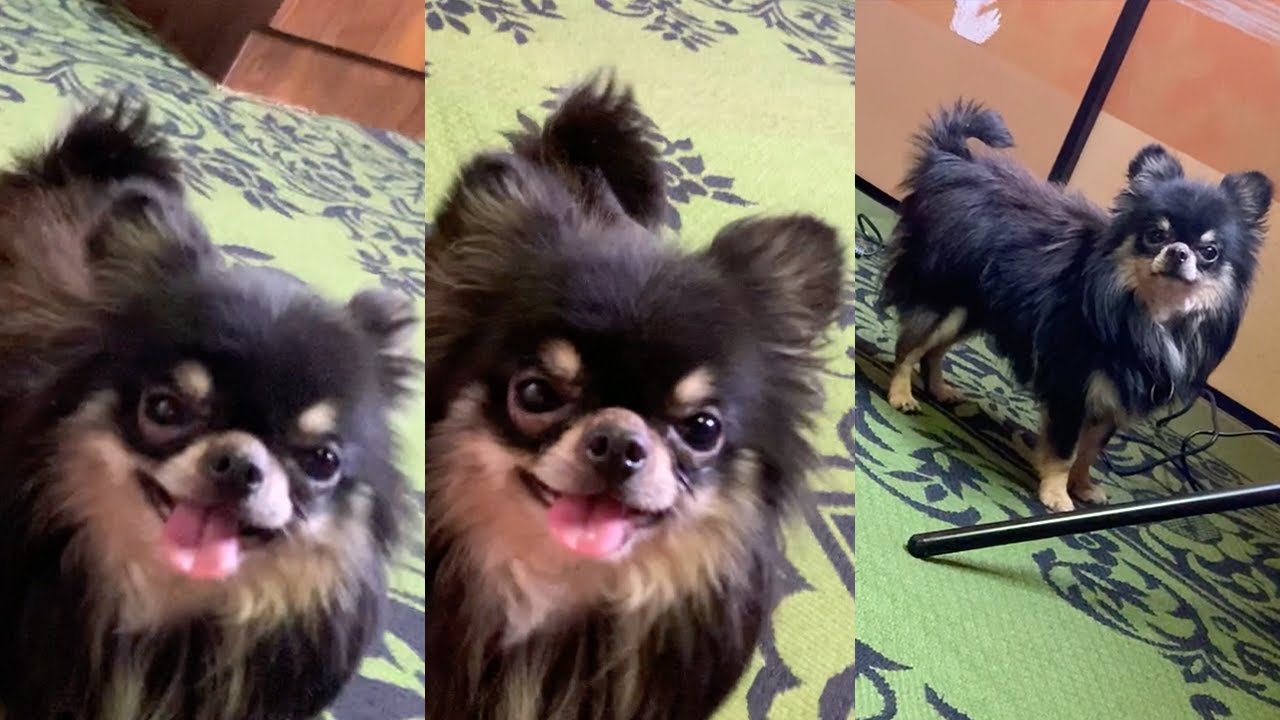 Dog - Leo cute funny video 😂😂😂 . LEO Best September 2022 Sunday Part 14 ...