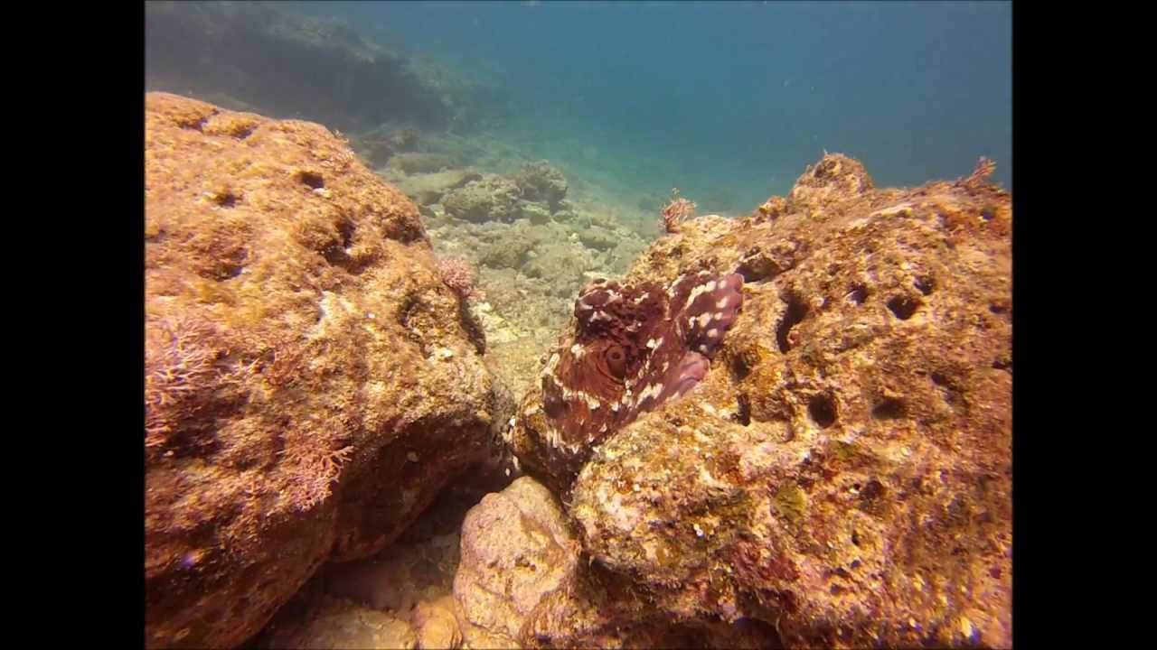 Octopus, Sunabe Sea Wall, Okinawa - YouTube