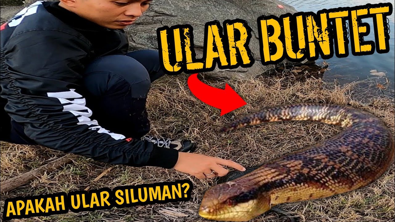 ULAR BUNTET ULAR SILUMAN?! PENJELASAN ULAR BUNTET VERSI SAHABAT ALAM ...