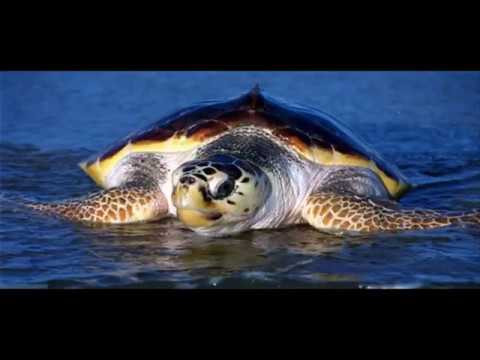 Ζώα που κινδυνεύουν να εξαφανιστουν - YouTube