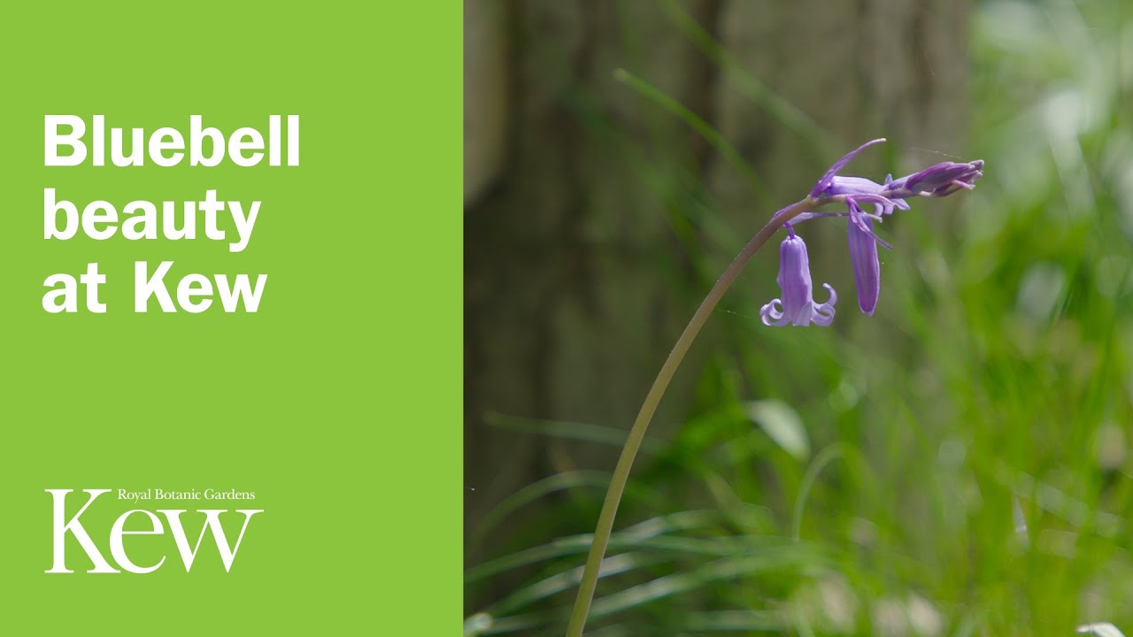 Bluebell beauty at Kew - YouTube