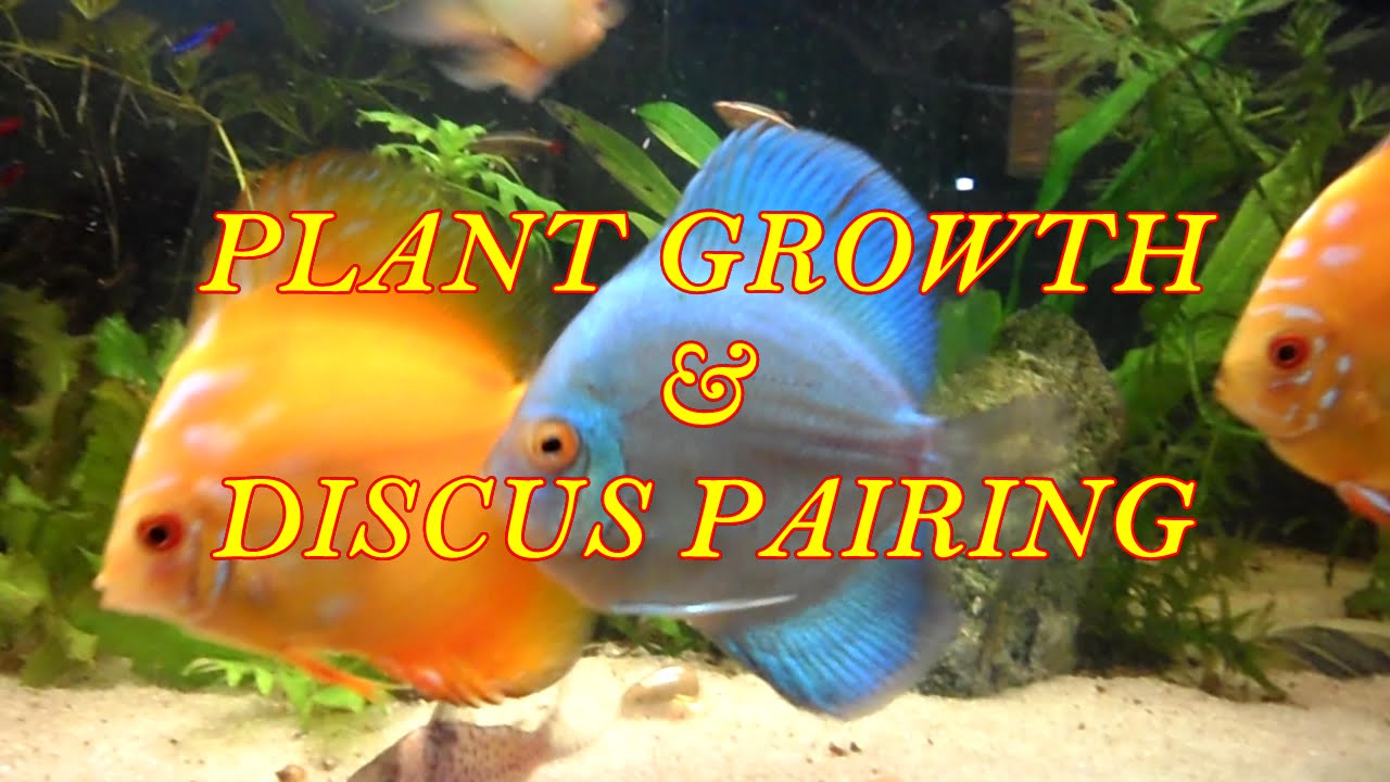 32. Plant growth and Discus Pairing Behavior - YouTube