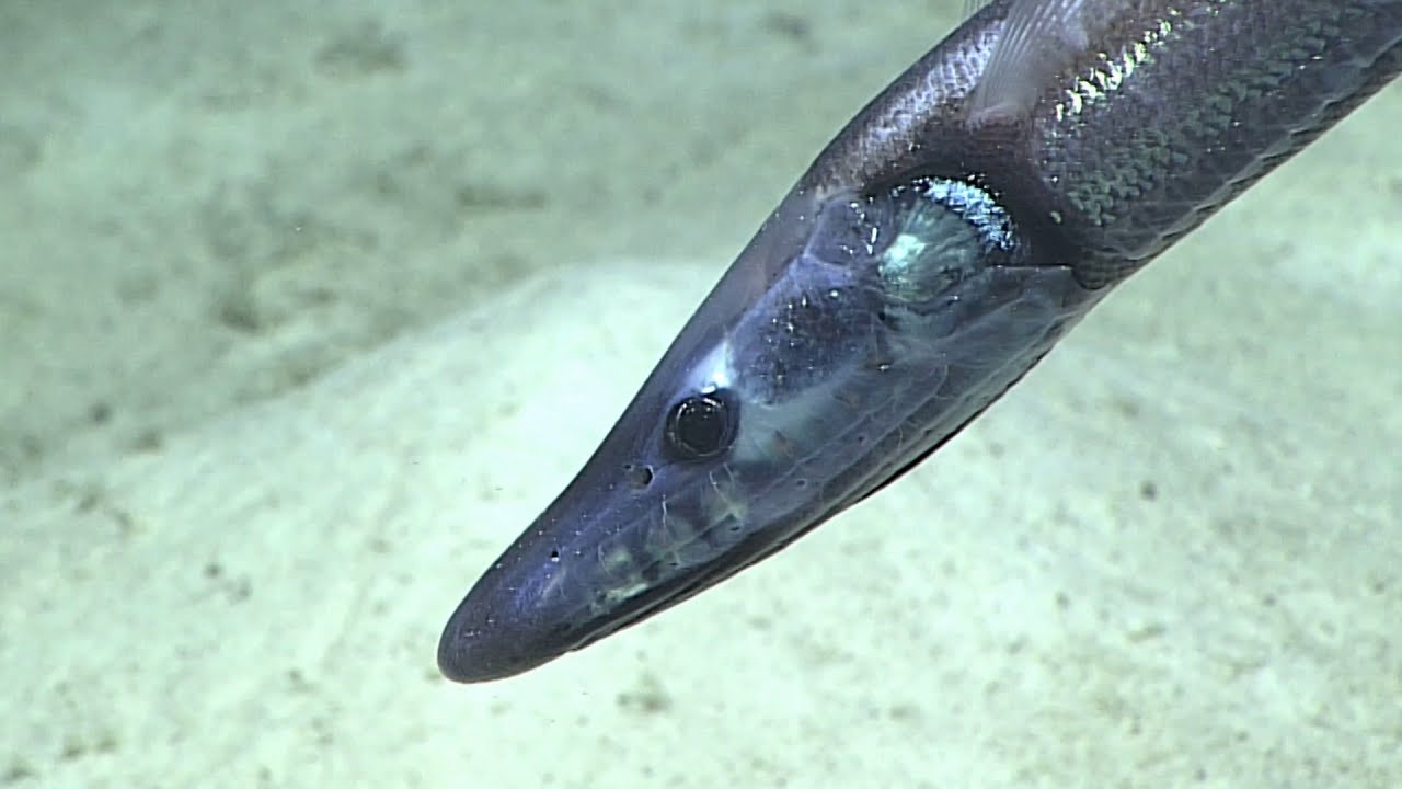 Facts: The Halosaur - YouTube