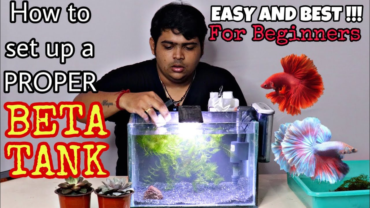 HOW TO SETUP A BETTA TANK || BETTA FISH || BEST BETTA FISH SETUP ...