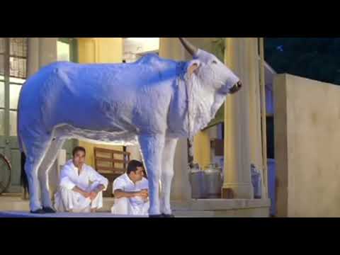 Best Comedy Video of Halchal Hindi Movie - YouTube