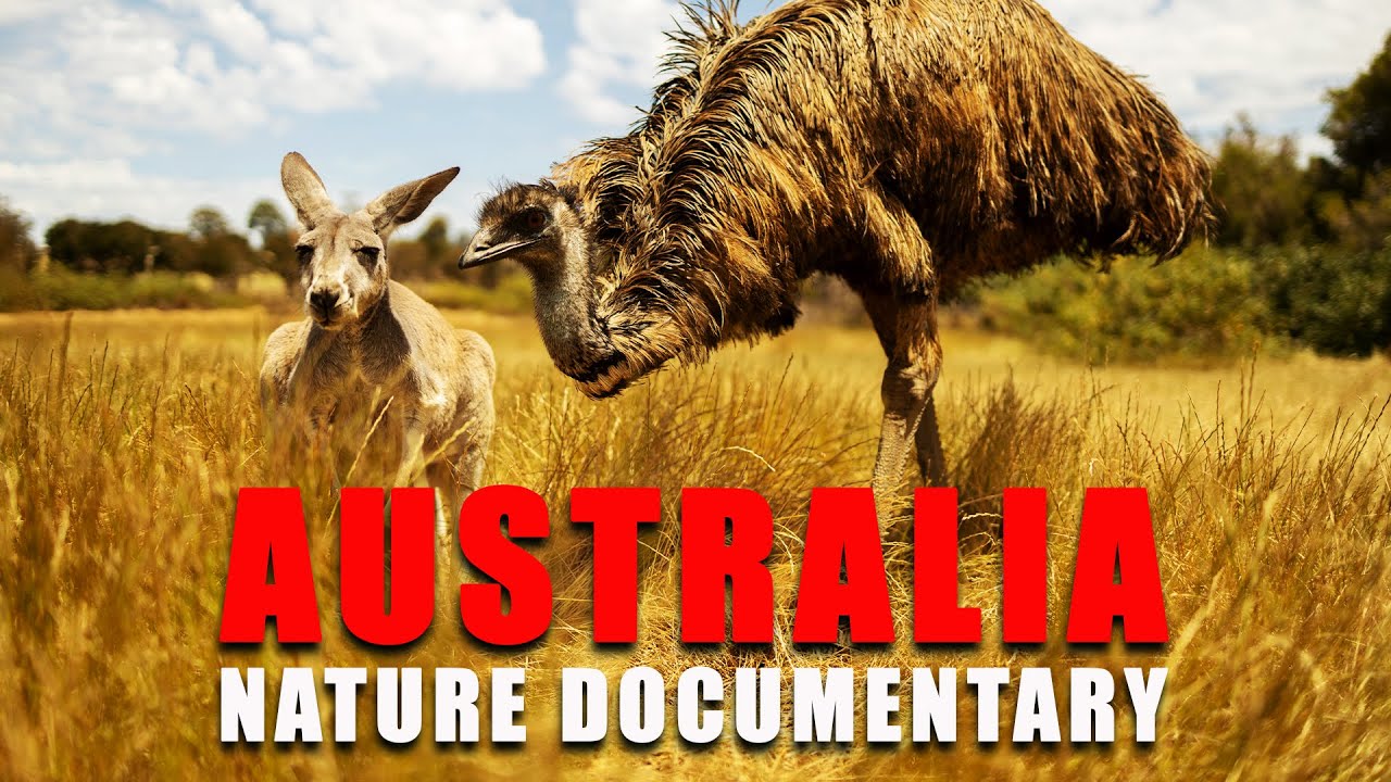 Australia Nature Documentary | A Journey Through Nature, Wildlife, and ...