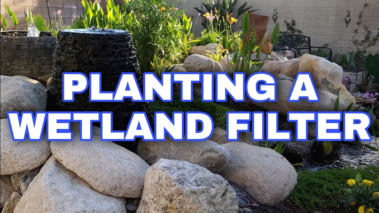 WETLAND FILTER Pond Plants - What to plant, how to trim - YouTube