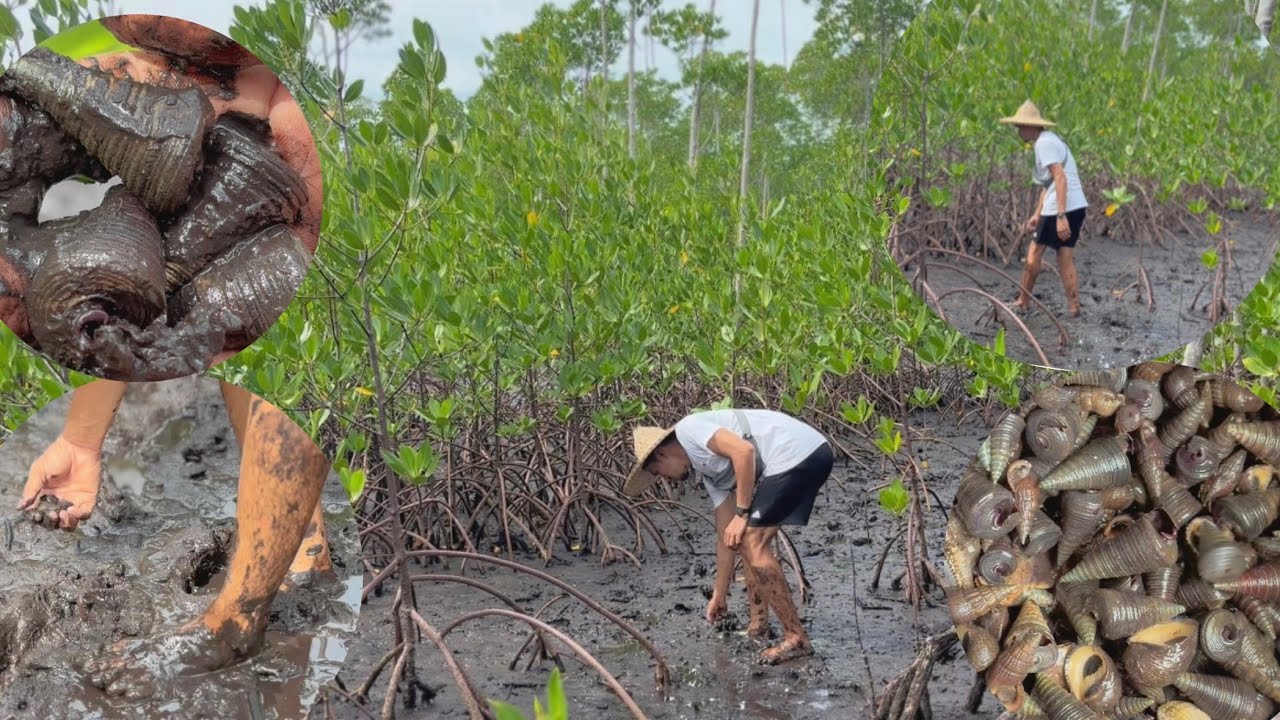 Picking Bagongon ( Horn Shell) from the Mangroves - YouTube