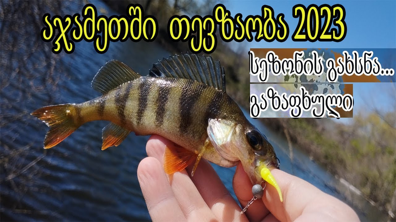 აჯამეთის ქორჭილა სპინინგით (Tevzaoba Ajametshi Okunze 2023) - YouTube