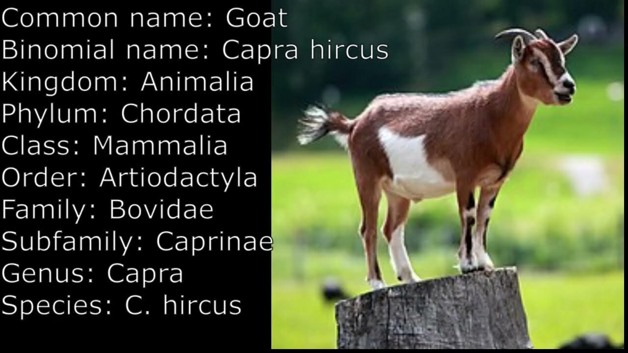 Scientific name of Goat// Scientific classification: Goats - YouTube