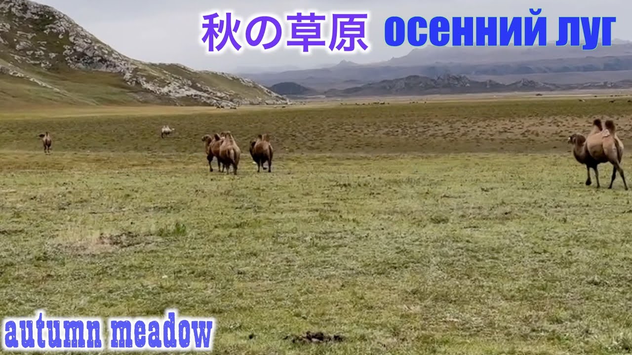 秋の草原/осенний луг/autumn meadow/swan/tsuur - YouTube
