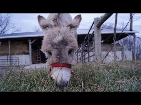 Donkey Rodeo - YouTube