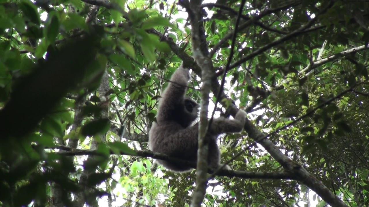 Female Javan gibbon calling - YouTube