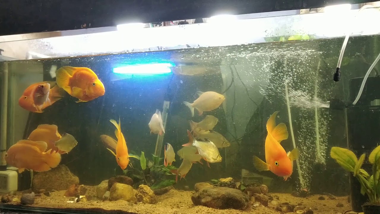 Pacu with parrots and Oscar - YouTube