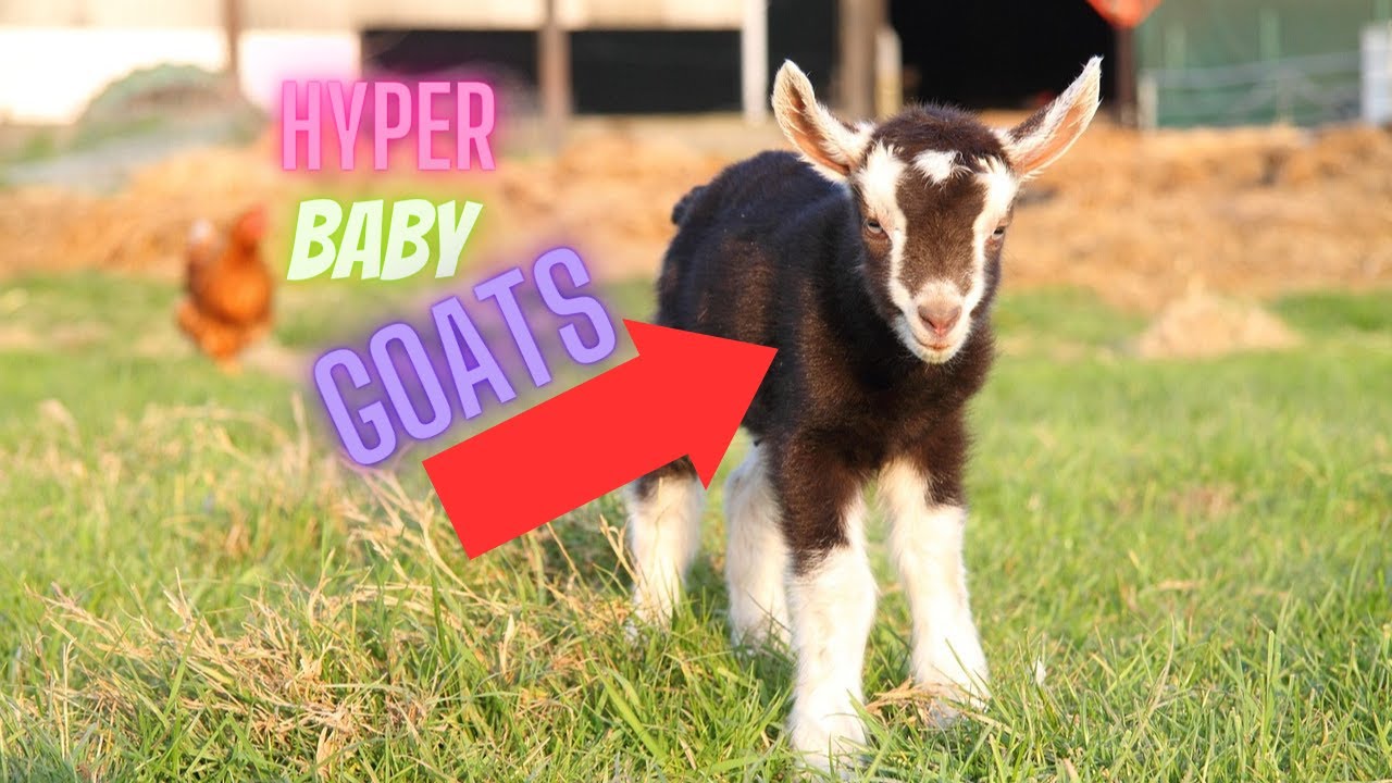 Explaining what a hyper baby goat is like... [Let's make ourselves ...