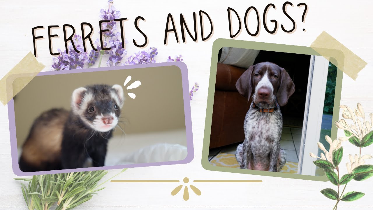Keeping Ferrets & Dogs Together! - YouTube