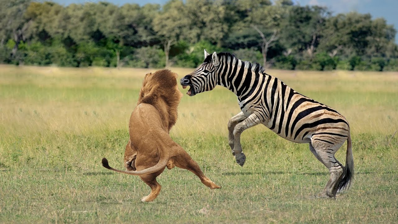 The zebra attacks the lion to narrowly escape the danger - YouTube