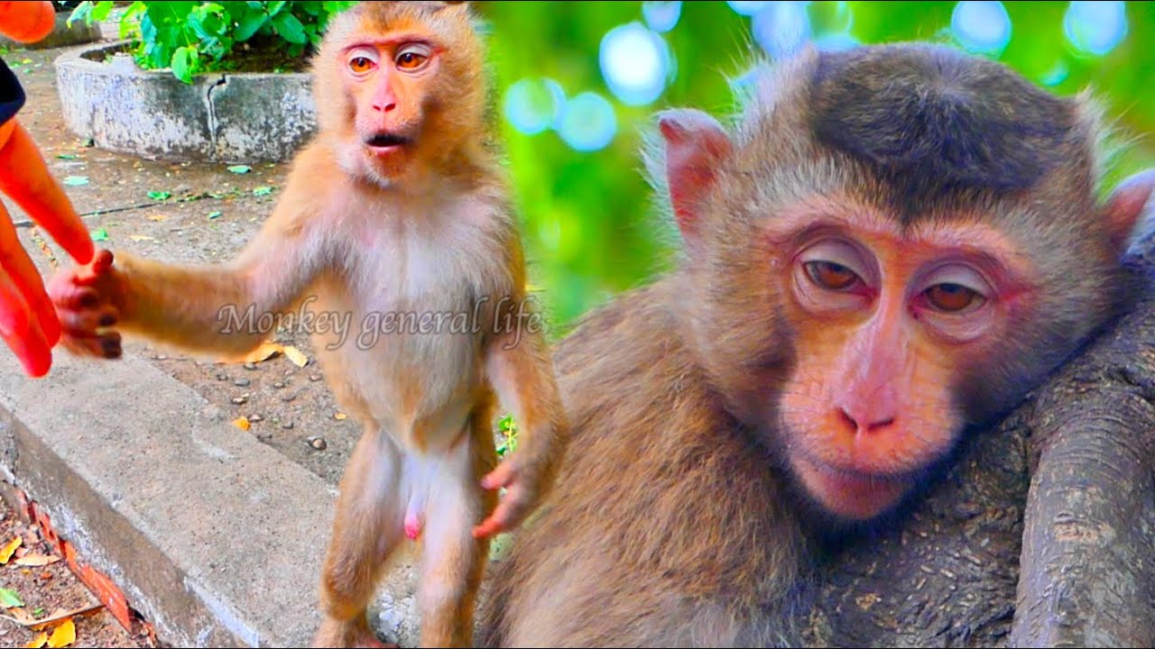 Pity tiny monkey Saro..! Saro always stays alone because his mom never ...