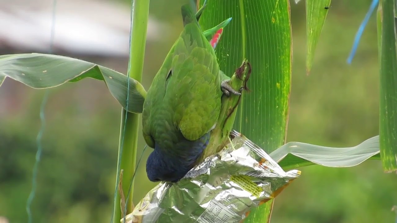 angelic choir sound effect | angels choir sound effect | sound effect ...